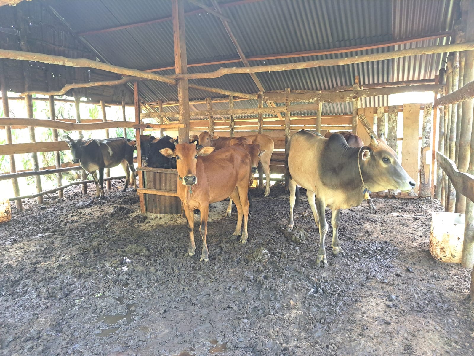 Dosen UTU Perkenalkan Model Integrasi Perkebunan Sawit, Peternakan Sapi ...